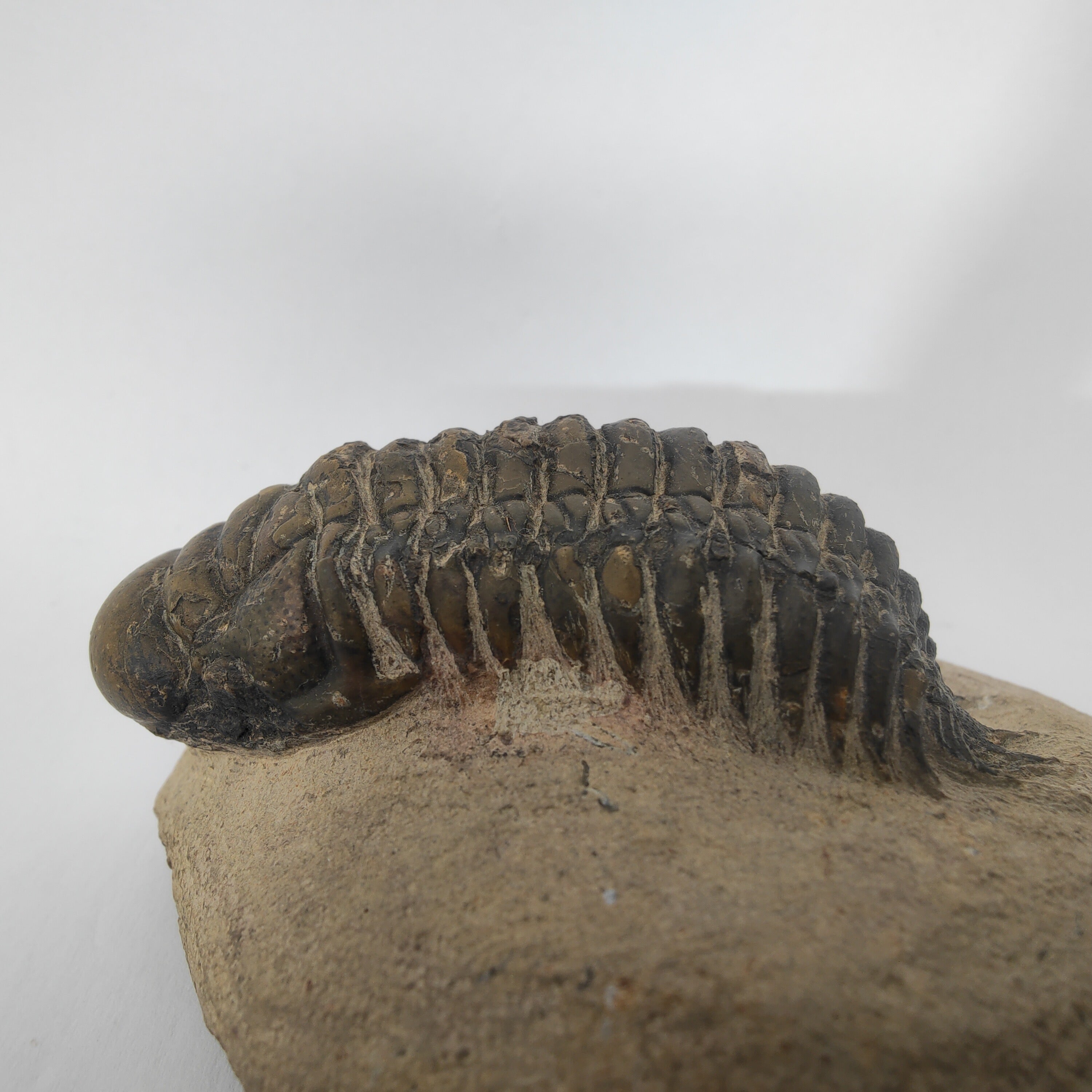 Trilobite - Morocco – Eclectic Gems & Minerals