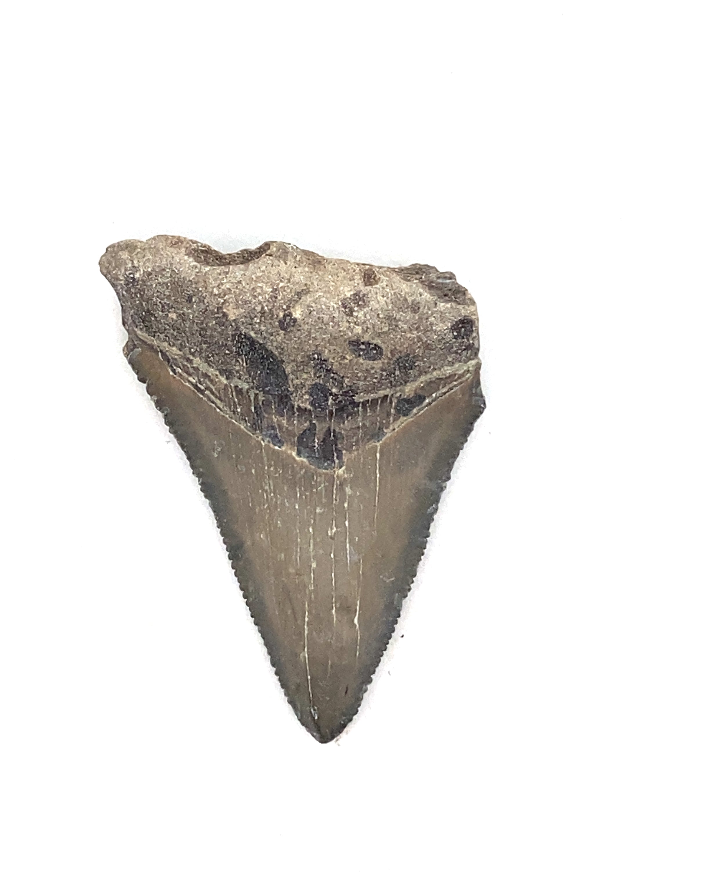51mm Brown Megalodon Tooth with Serrations - Bone Valley, FL USA ...